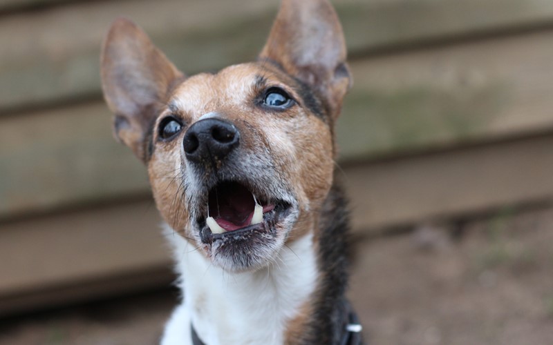 Benchi | Dierencentrum Achterhoek