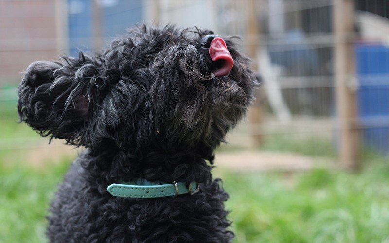 Blacky | Dierencentrum Achterhoek