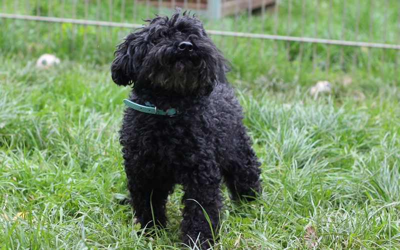 Blacky | Dierencentrum Achterhoek