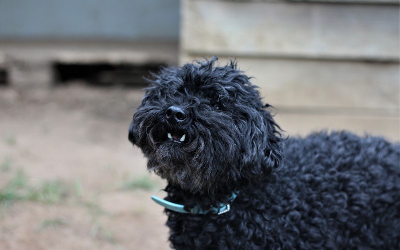 Blacky | Dierencentrum Achterhoek
