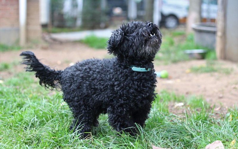 Blacky | Dierencentrum Achterhoek