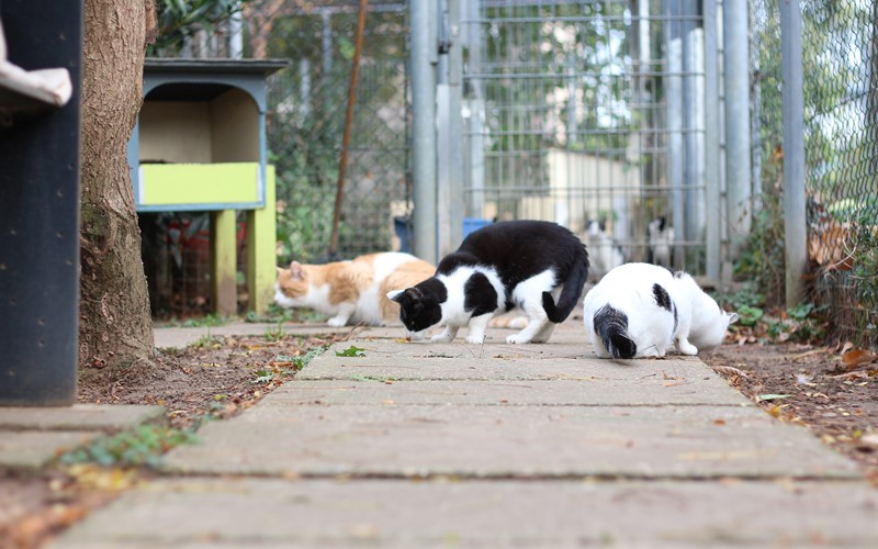 Moeke | Dierencentrum Achterhoek