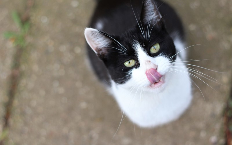 Moeke | Dierencentrum Achterhoek