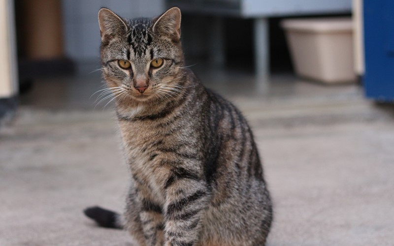 Peard | Dierencentrum Achterhoek