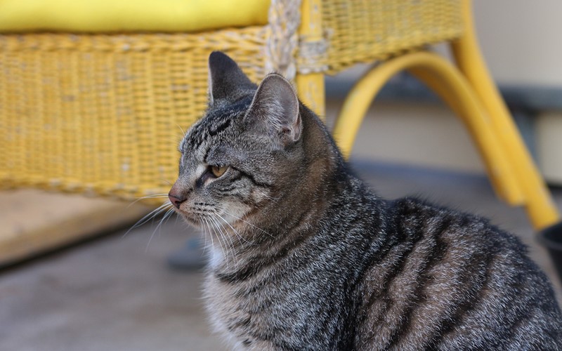 Peard | Dierencentrum Achterhoek