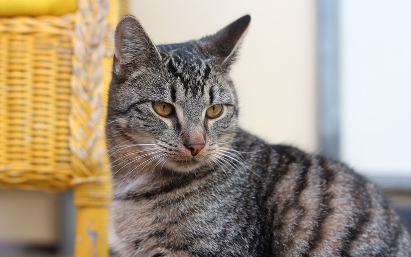 Peard | Dierencentrum Achterhoek