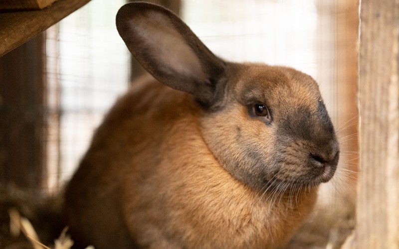 Tuzi | Dierencentrum Achterhoek