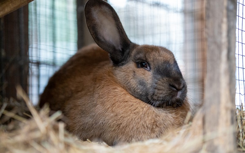 Tuzi | Dierencentrum Achterhoek