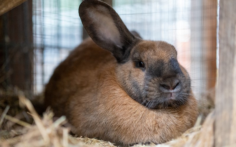 Tuzi | Dierencentrum Achterhoek